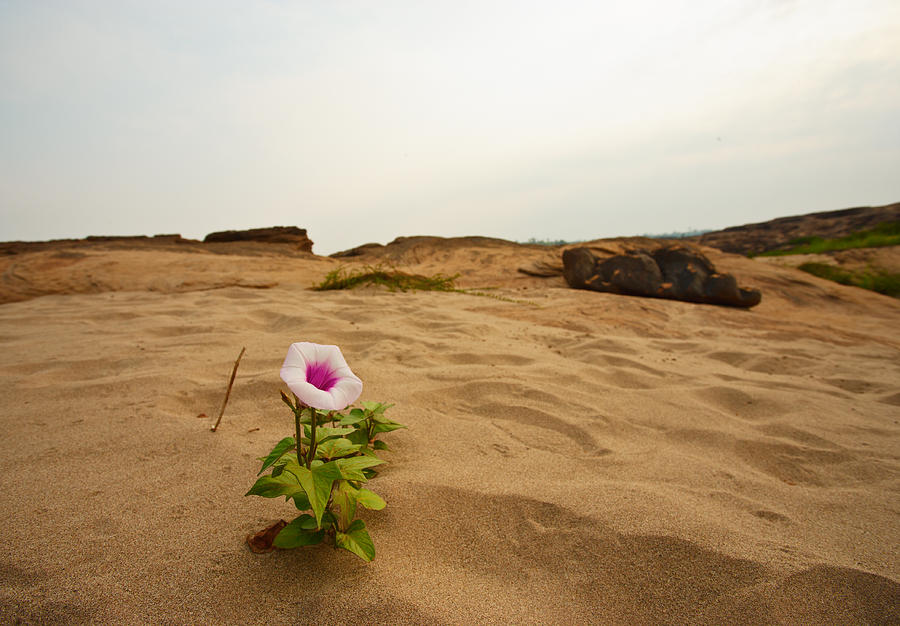 Services - Mojave Meadows Psychological Services